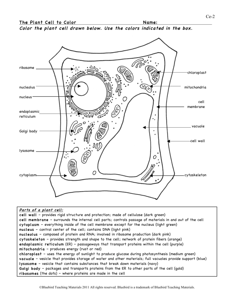 Plant And Animal Cell Labeling Worksheet Printable Word Searches