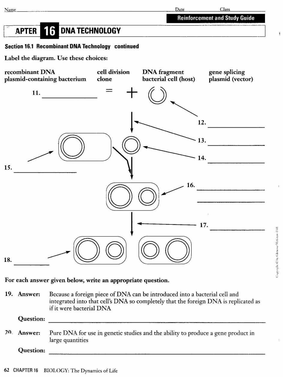 Worksheet Structure Of Dna And Replication Printable Calendars At A