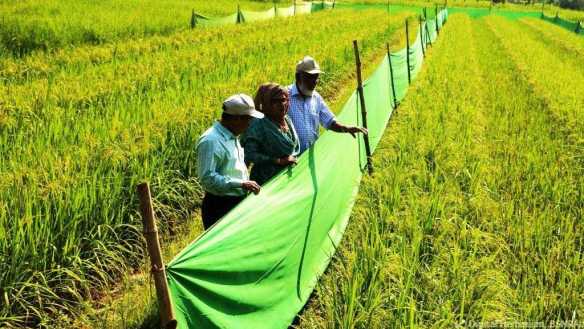 Rice Digital Herbarium Of Crop Plants