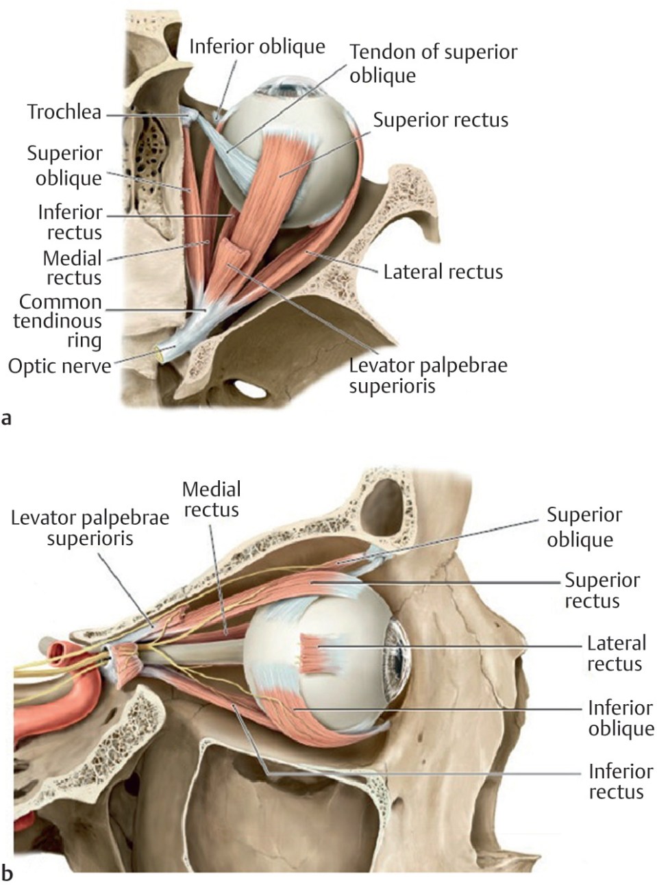 Levator Palpebrae Superioris Origin And Insertion