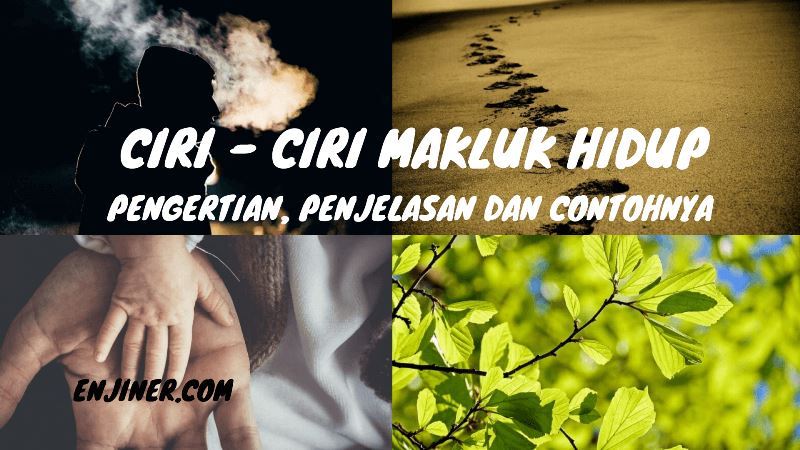 Ciri Ciri Makhluk Hidup Dan Penjelasannya Studyhelp