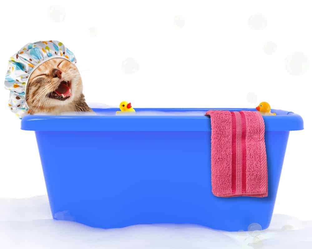 The Best Way To Bathe A Cat 11 Things You Need To Prepare Revealed