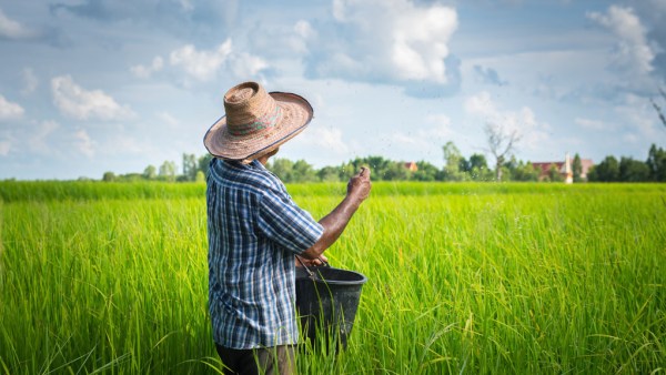 Trabalho Rural é De Extrema Importância Econômica E Protegido Pela Lei