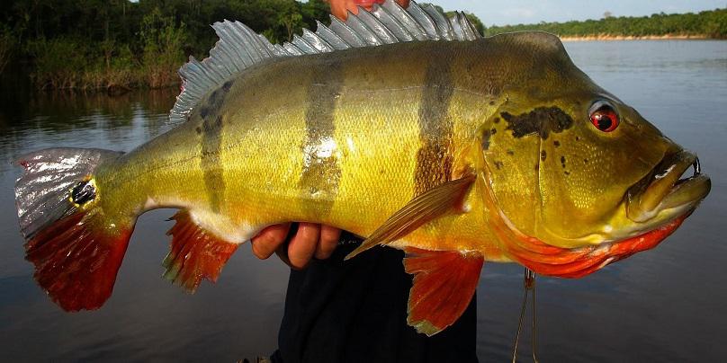 Peacock Bass Fishing In Florida A Short Guide Gary Spivack