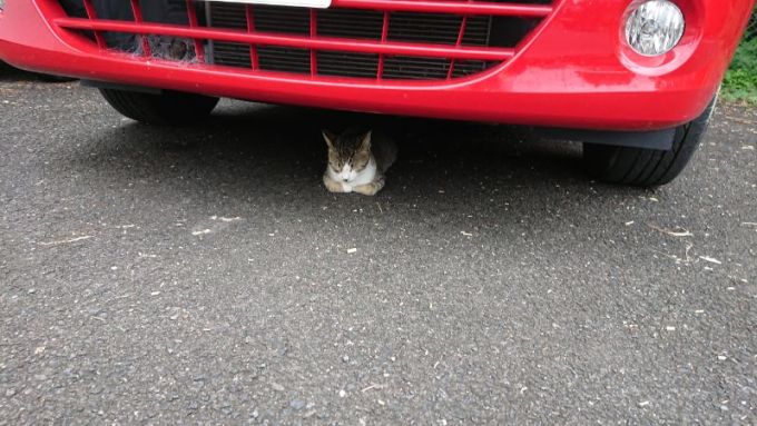 駐車場は猫の集会所にもなっているカフェ『おかし工房botan』 フミ調