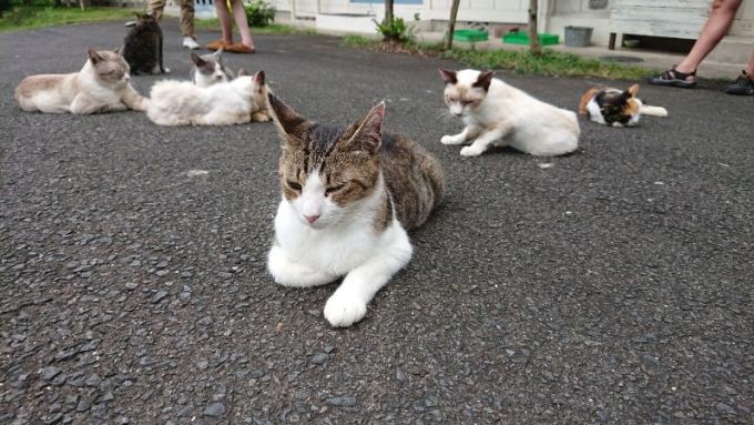 駐車場は猫の集会所にもなっているカフェ『おかし工房botan』 フミ調