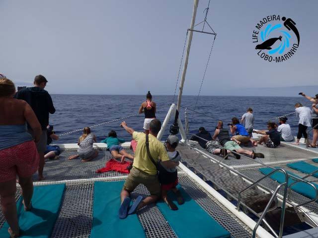 Life Madeira Lobo Marinho Acompanha Embarcações De Turismo Pelo Mar Da