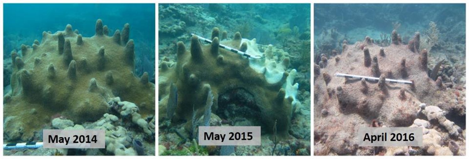 Responses To The Stony Coral Tissue Loss Disease Florida Keys Weekly