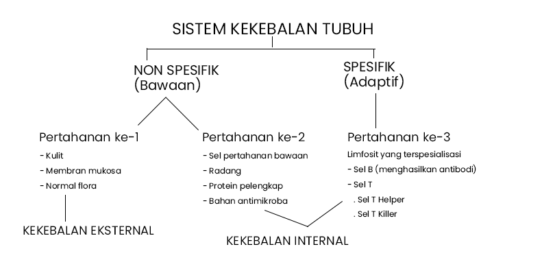 Komponen Pertahanan Tubuh Adaptif