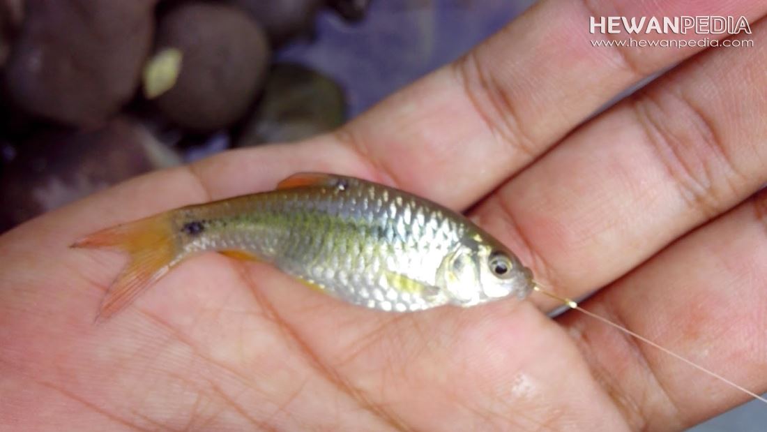 Umpan Ikan Wader Di Sungai Keruh Pancingku