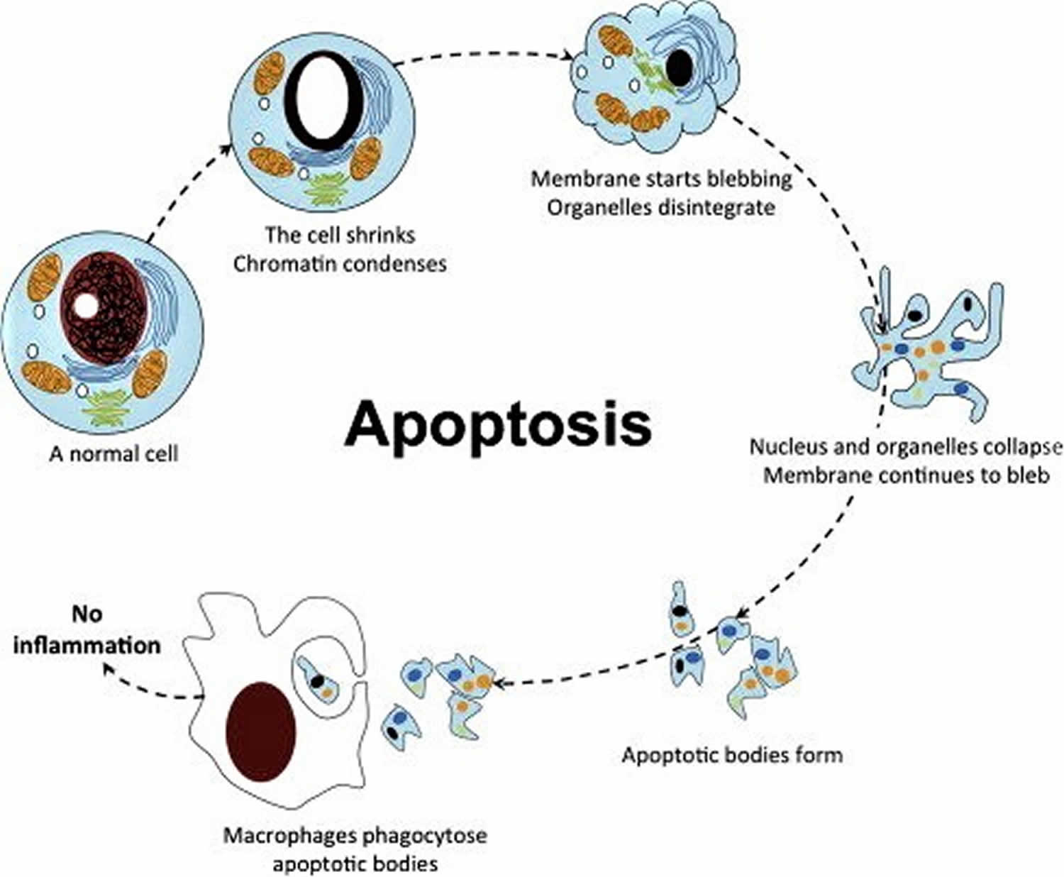 Flow Chart For Extrinsic And Intrinsic Pathway Of Apoptosis Cell