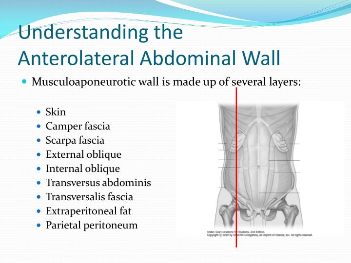 Layers Of The Abdominal Wall Mnemonic