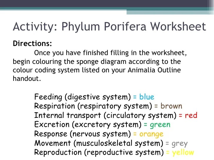 Phylum Porifera Worksheet