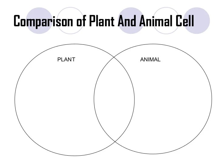 Comparing Plant And Animal Cells Venn Diagram Yarnens