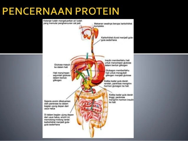 Proses Pencernaan Protein Ujian