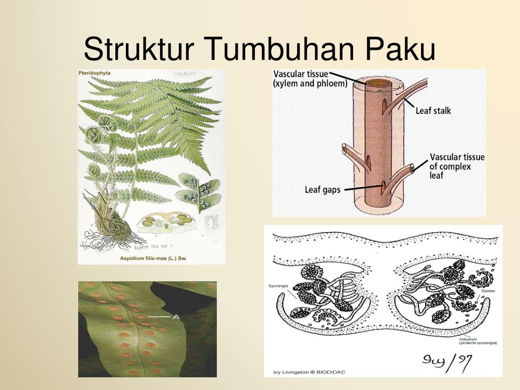 √ Bagian Pada Tumbuhan Paku Yang Menghasilkan Sel Kelamin Jantan Adalah