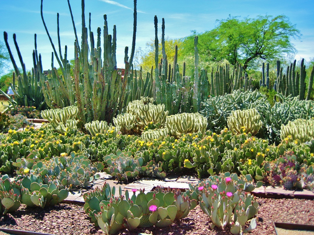 Imagenes Del Jardín Botánico Del Desierto De Phoenix Arizona