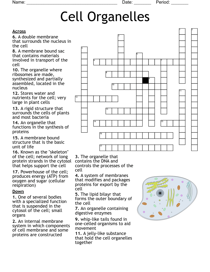 Cell Organelles And Structures Crossword Puzzle Answers Key