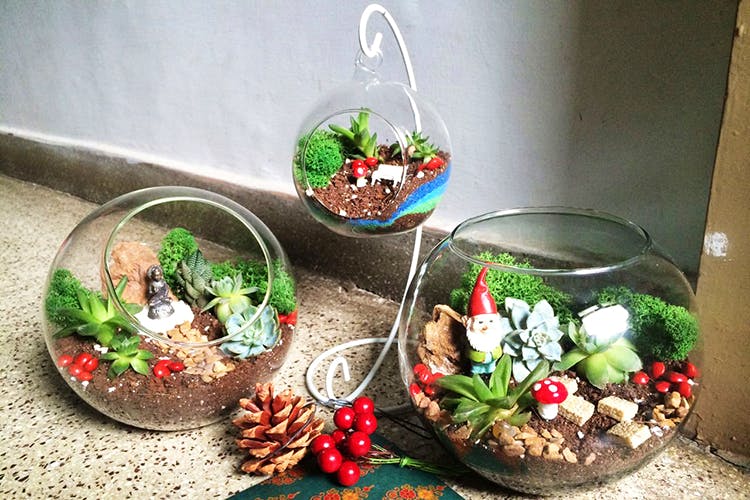 Cara Membuat Terarium Lumut Sederhana Hongkoong