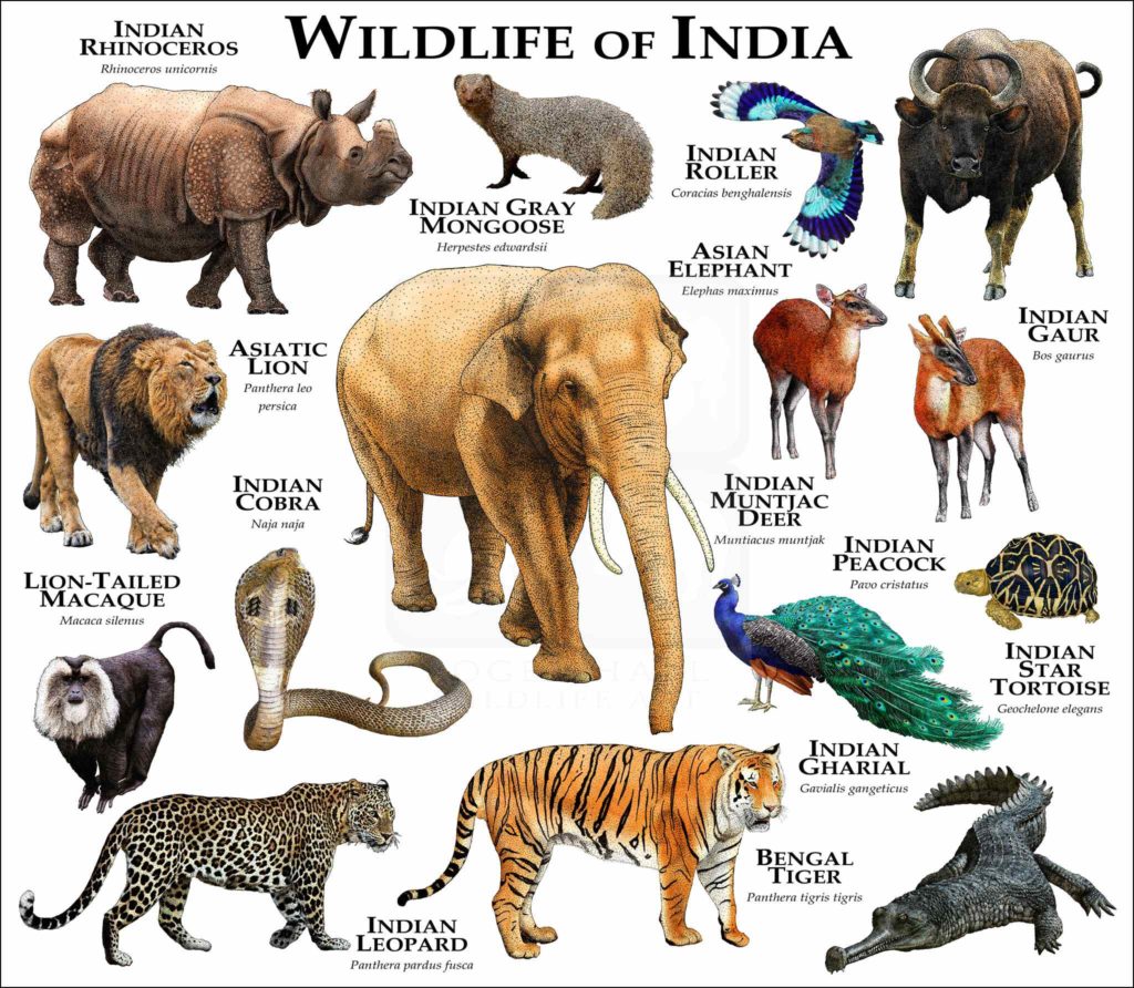 Wildlife Of India Poster Print Inkart