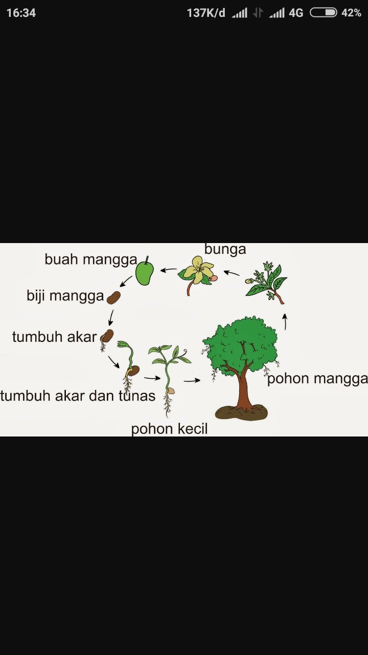 Pohon Mangga Termasuk Ke Dalam Golongan Tumbuhan Studyhelp