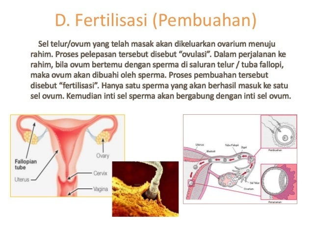 Proses Pembuahan Ovum Studyhelp