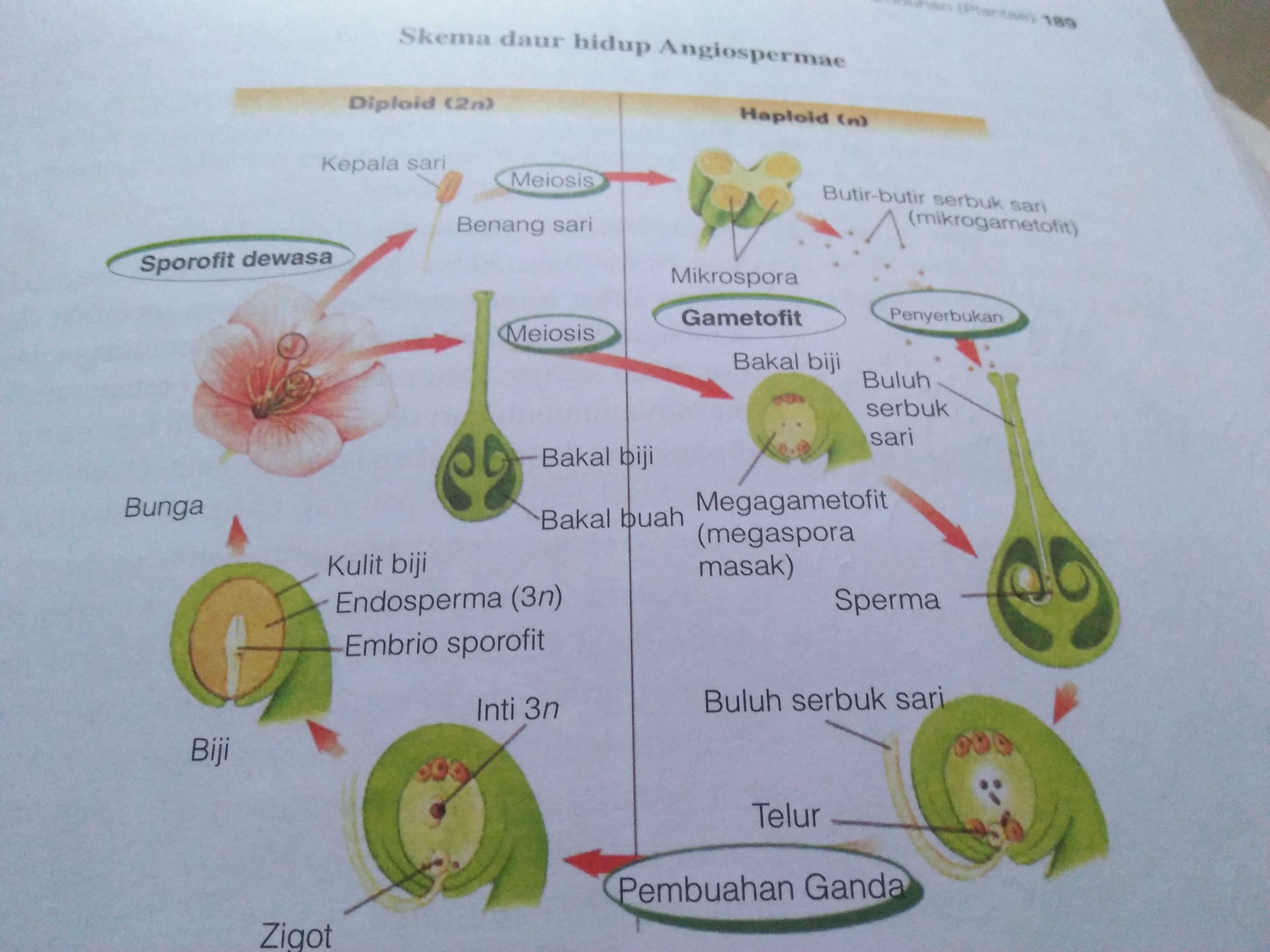 Fertilisasi Pada Tumbuhan Ujian