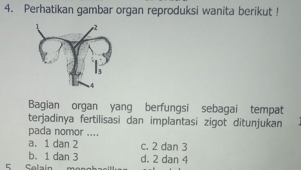 Proses Fertilisasi Terjadi Di Bagian Sinau