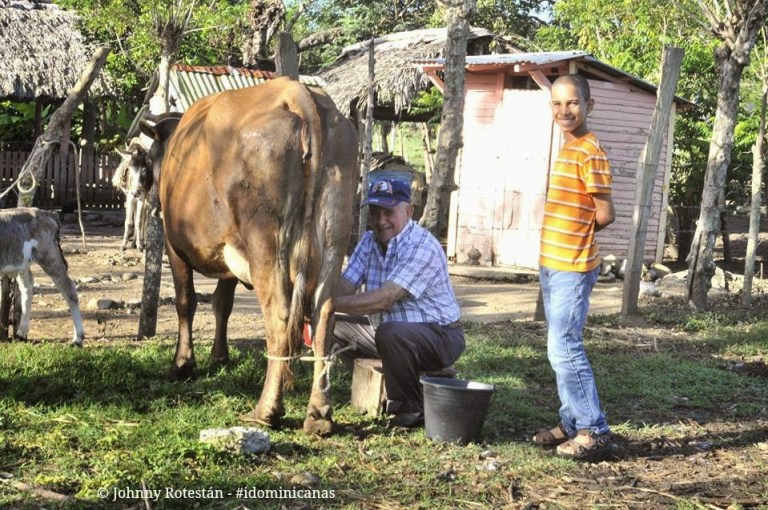 Ordeñar Vacas Es “una Experiencia Inolvidable” Imágenes Dominicanas