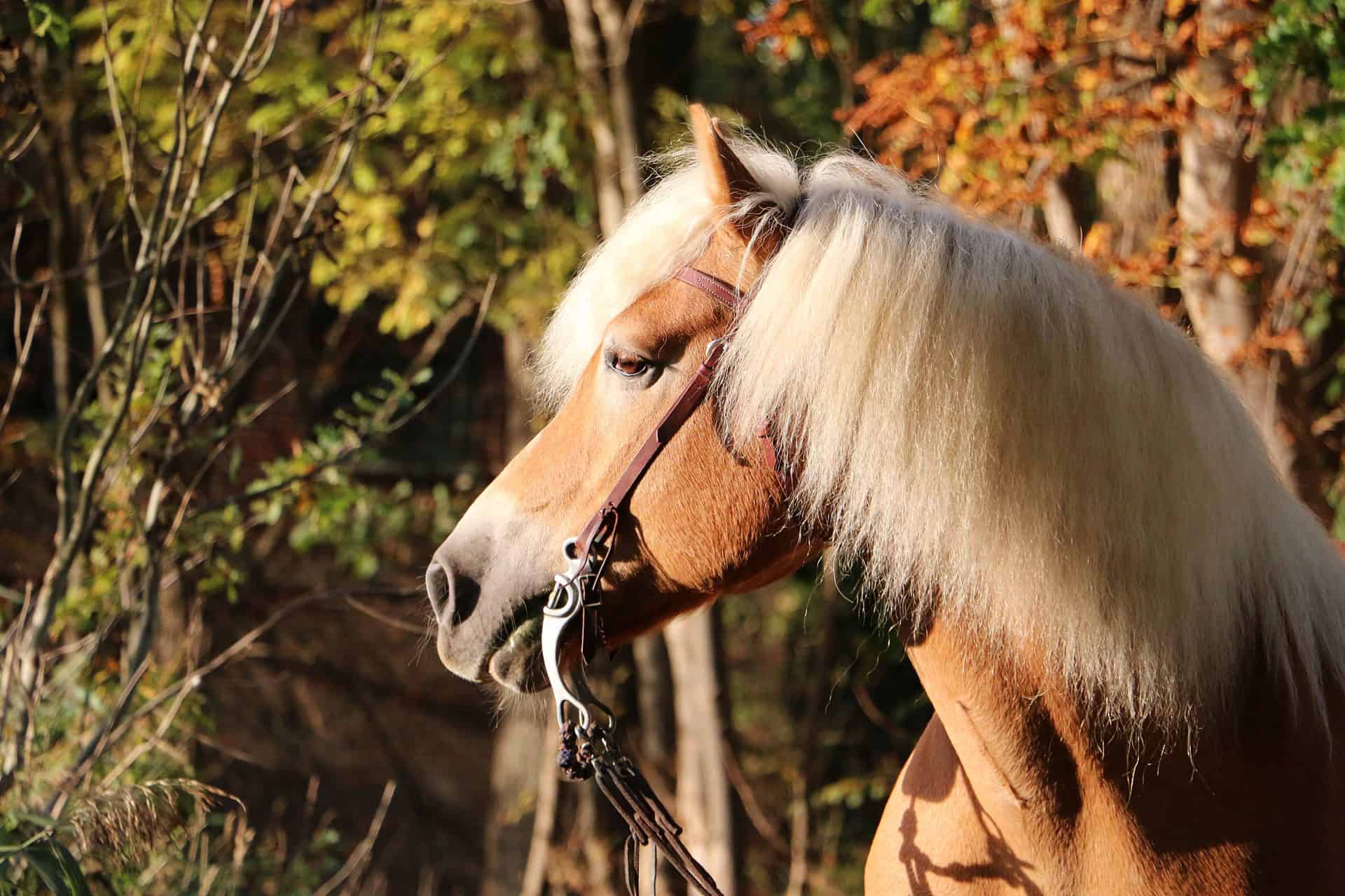 7 Facts You Might Not Know About The Haflinger Horse