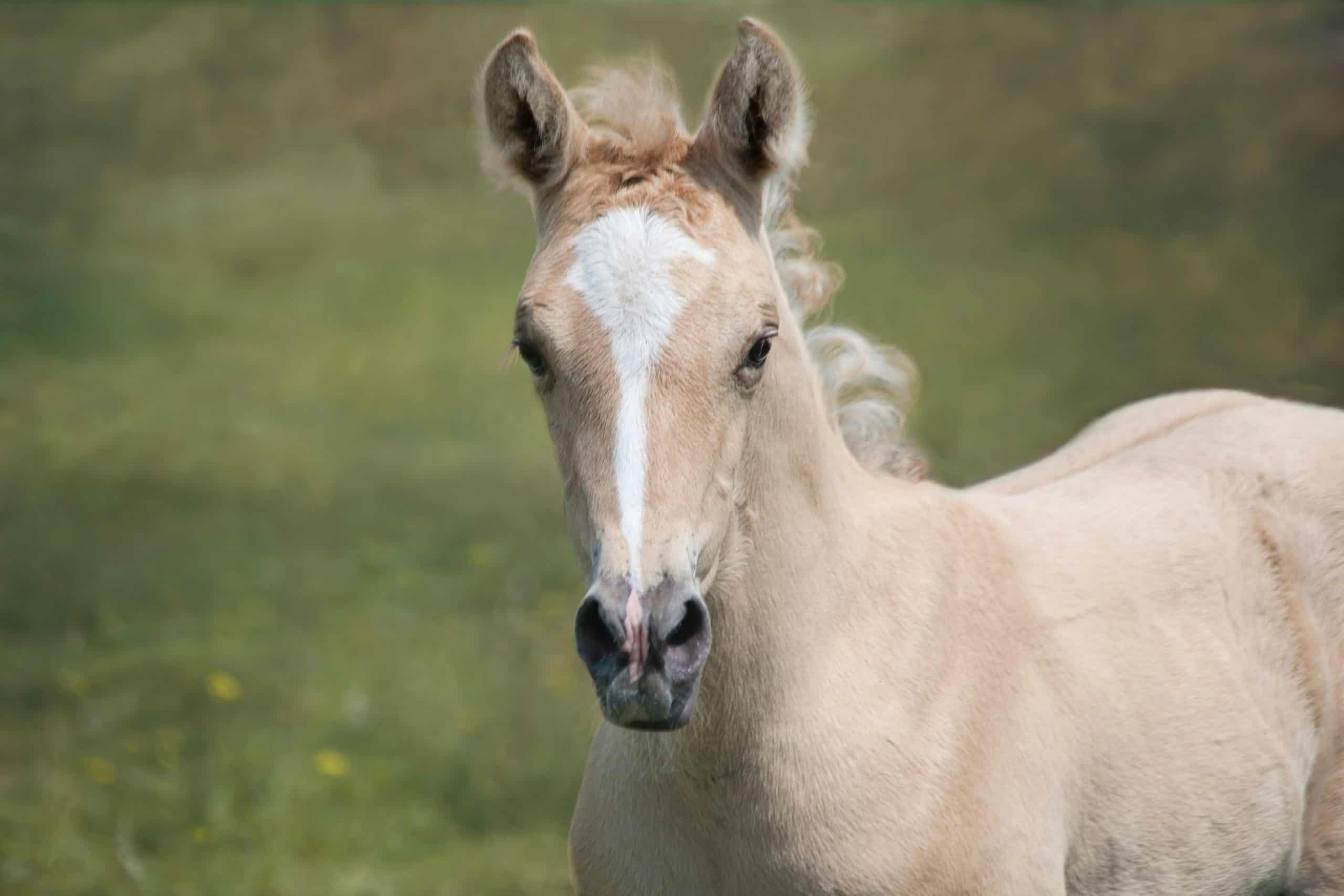 20 Adorable Pictures Of Foals Youll Love