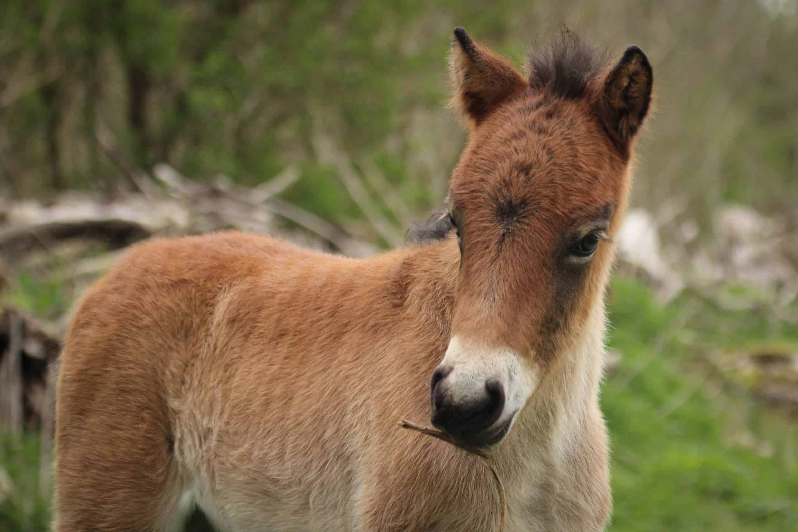 20 Adorable Pictures Of Foals Youll Love