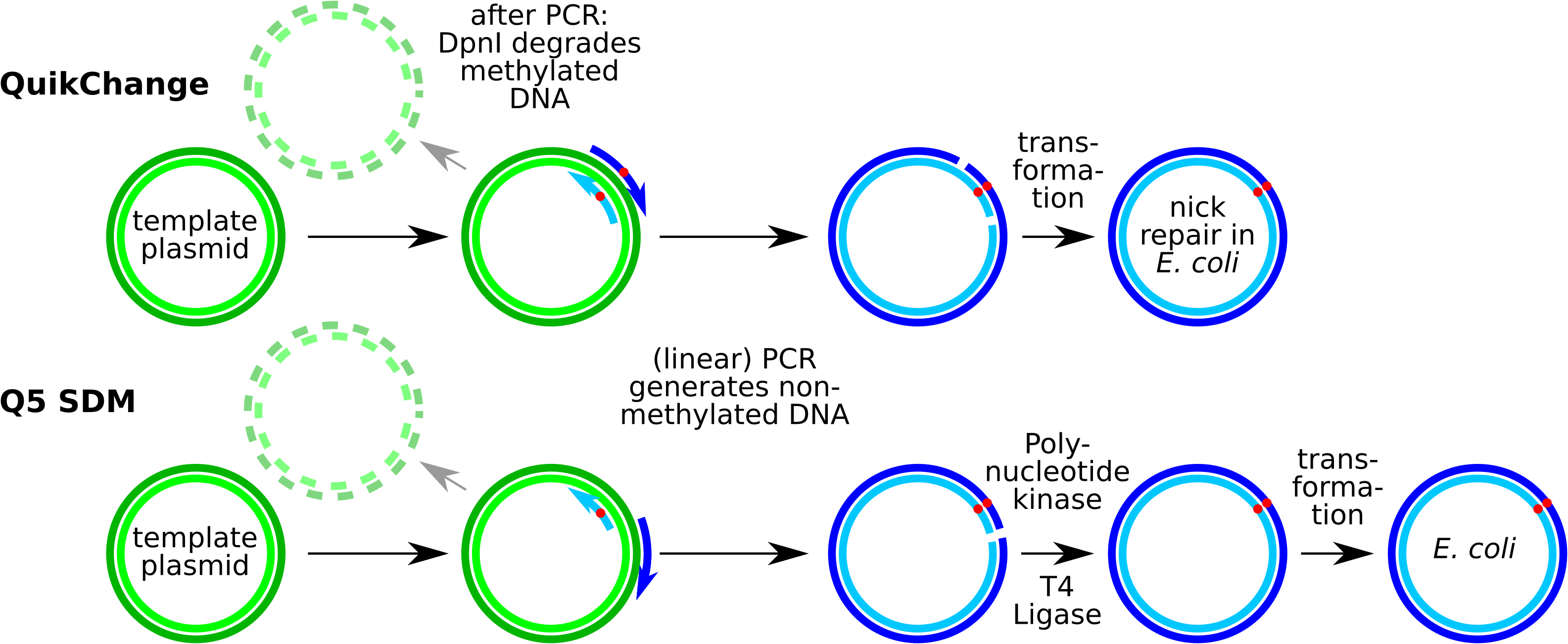 Phusion Hf Polymerase Protocol