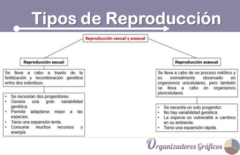 Organizador Gráfico Sobre Los Tipos De Reproducción Organizadores