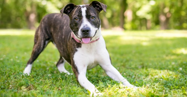 How To Speak Dog By Understanding Canine Body Language Furtropolis