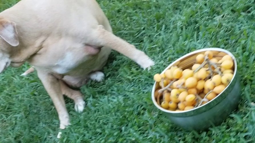 Can Dogs Eat Loquats Canzi