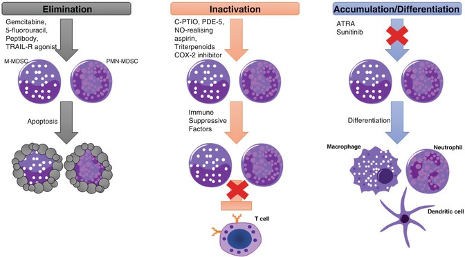 Biology Of Myeloid Derived Suppressor Cells Oncohema Key