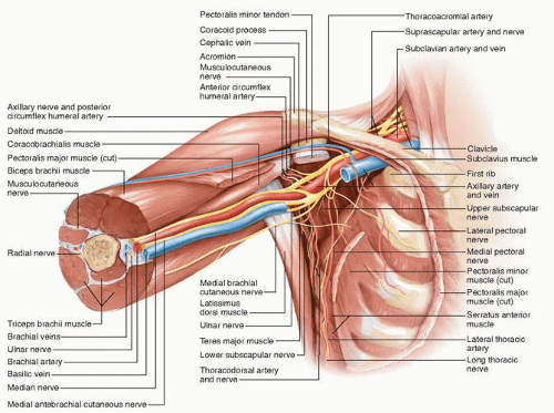 Axillary Lymphadenectomy Oncohema Key