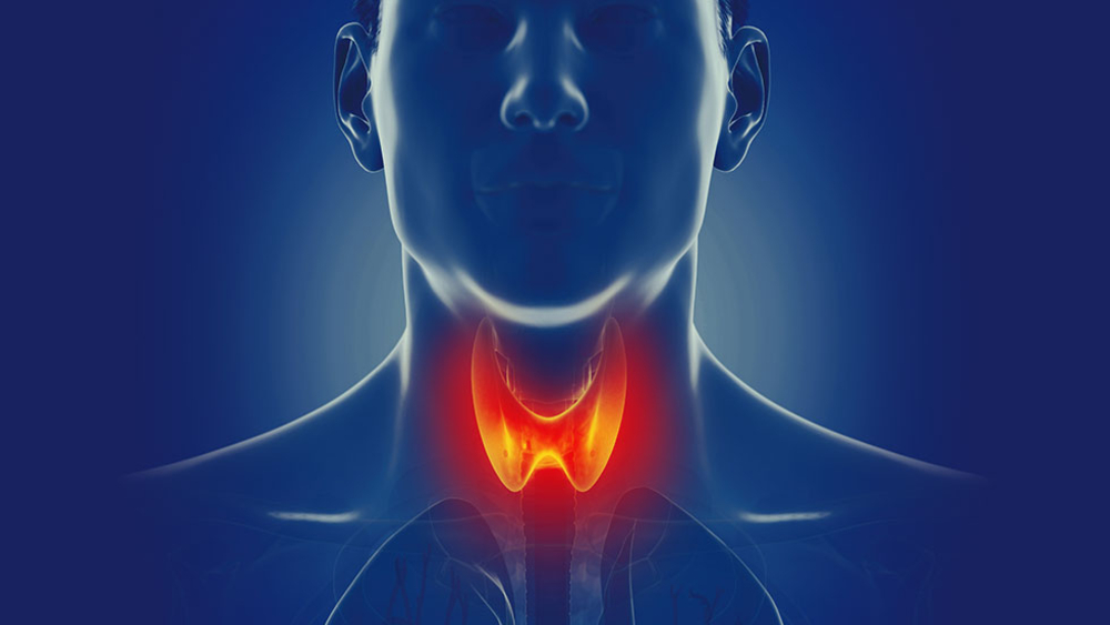 La Tiroides Glándula Vital Para El Metabolismo General Imss