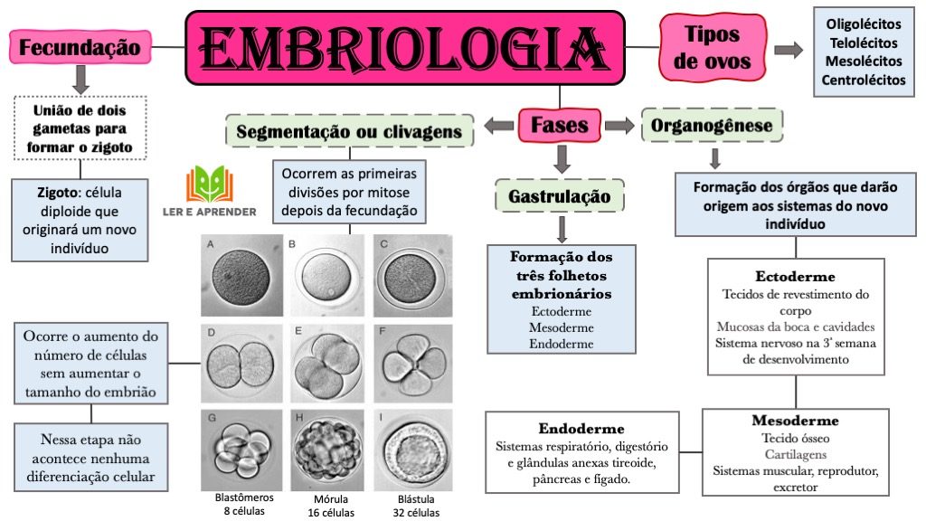 Mapa Conceptual De Embriología Guía Para Entender El Desarrollo