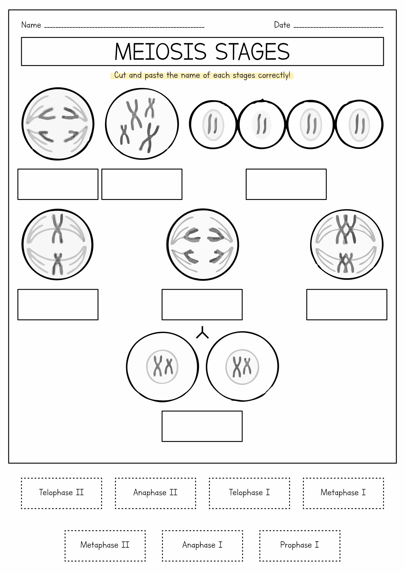 Unit 6 Outcome Meiosis Coloring Worksheet Printable Word Searches