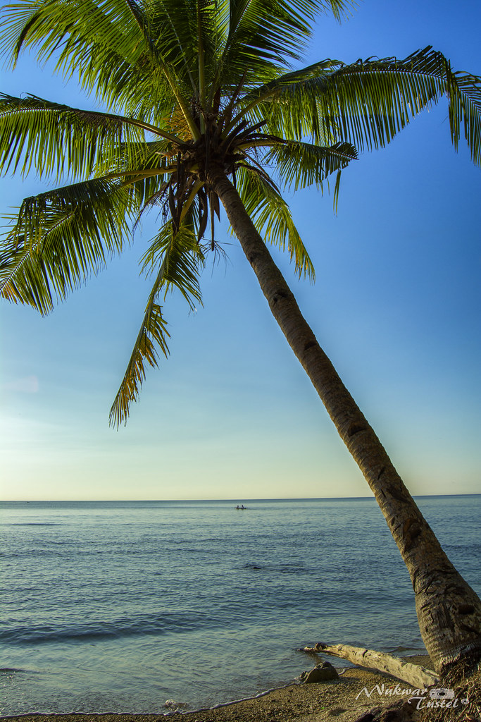 Gambar Pohon Kelapa Di Pantai Homecare24