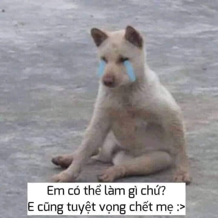 Em Có Thể Làm Gì Chứ Em Cũng Tuyệt Vọng Chết Mẹ Meme Dump Lục