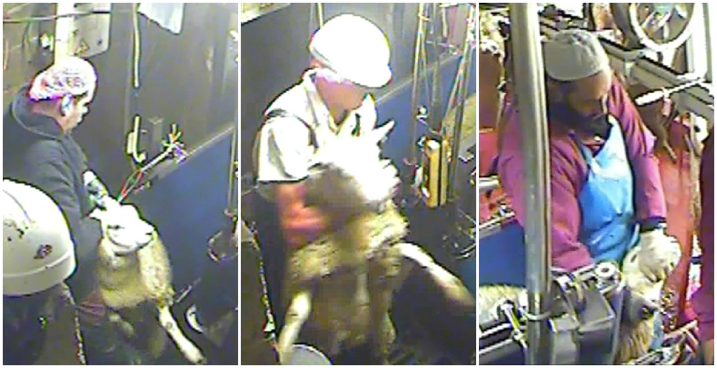 Halal Slaughtermen Filmed Abusing Animals In Abattoir Metro News