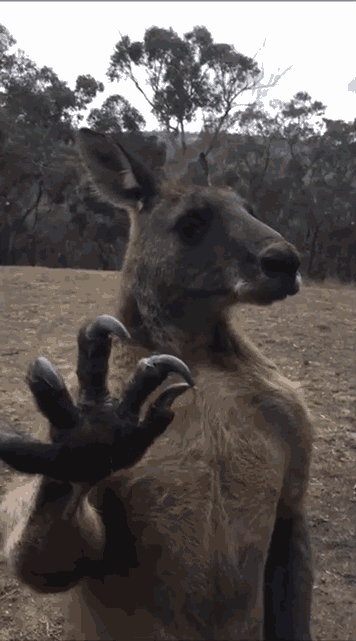 Sinister Video Of Kangaroo Trying To Get Inside Will Haunt You Metro News
