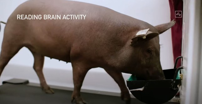 Elon Musks Neuralink Company Put Computer Chips In Pigs Brains