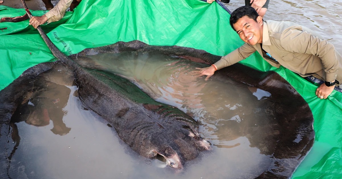 Largest Freshwater Fish Ever Caught Hooked In Cambodia Trendradars