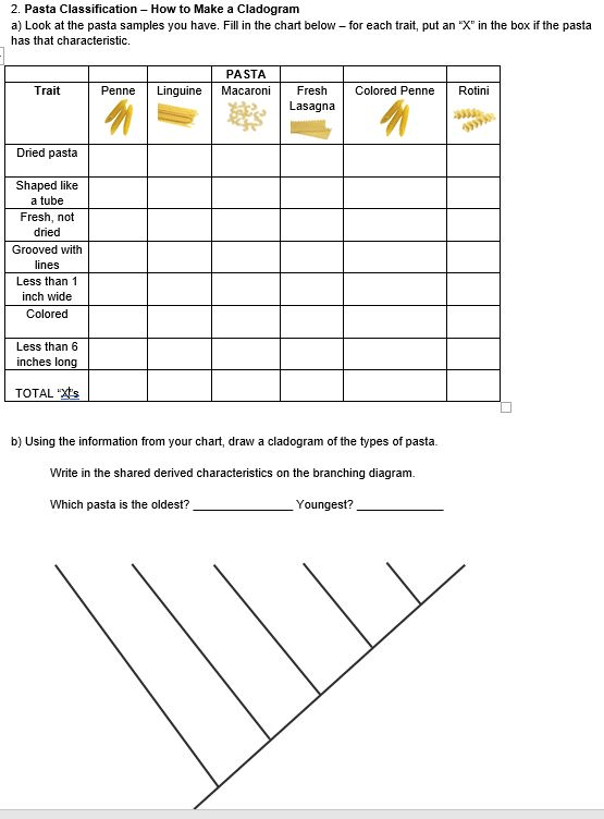 10 Cladogram Practice Worksheet Answers Worksheets Decoomo