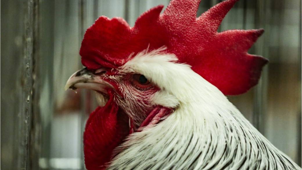 Rooster Kills Police Chief After Raid On Illegal Cockfight National