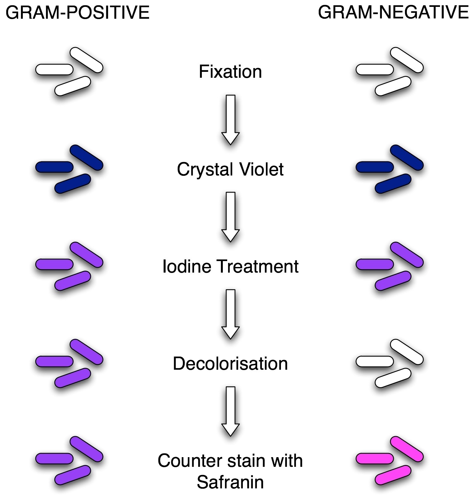 Gram Staining Principle Procedure Results • Microbe Online